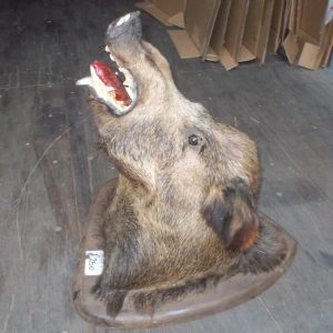 Taxidermy mounted wild boar head. - South Perth Antiques & Collectables