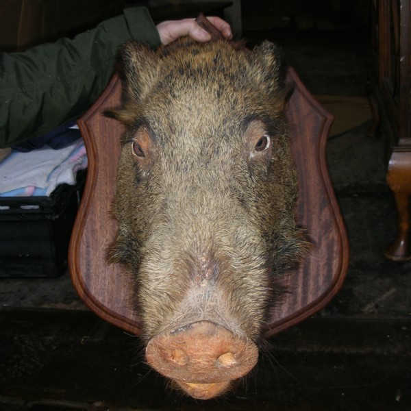 Taxidermy mounted wild boar head. - South Perth Antiques & Collectables