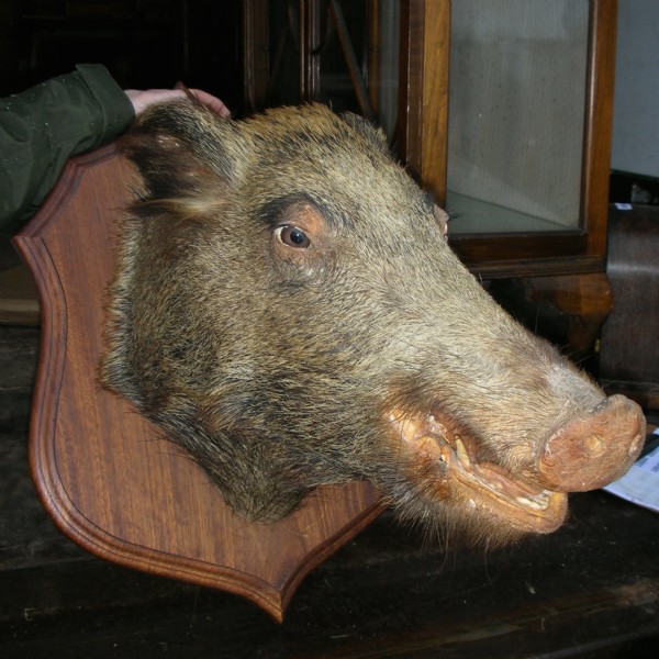 Taxidermy mounted wild boar head. - South Perth Antiques & Collectables
