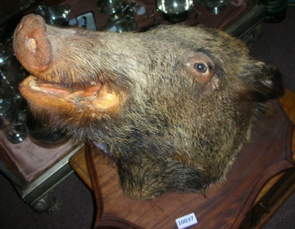 Taxidermy mounted wild boar head. - South Perth Antiques & Collectables