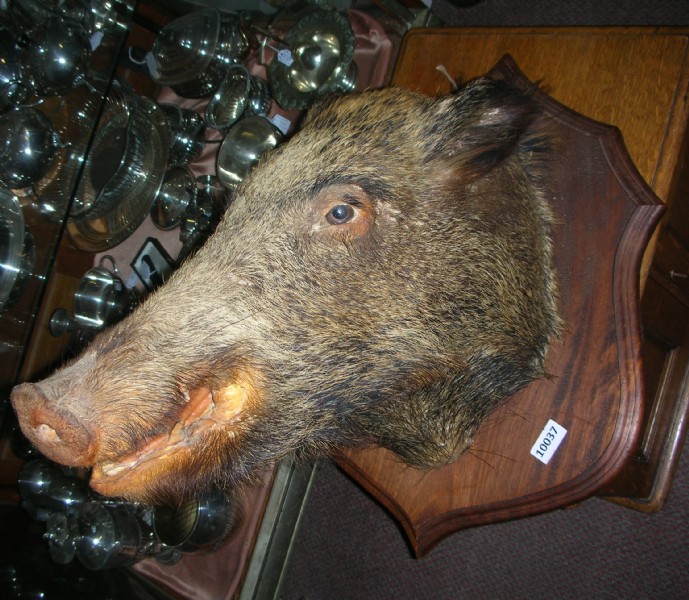 Taxidermy mounted wild boar head. - South Perth Antiques & Collectables
