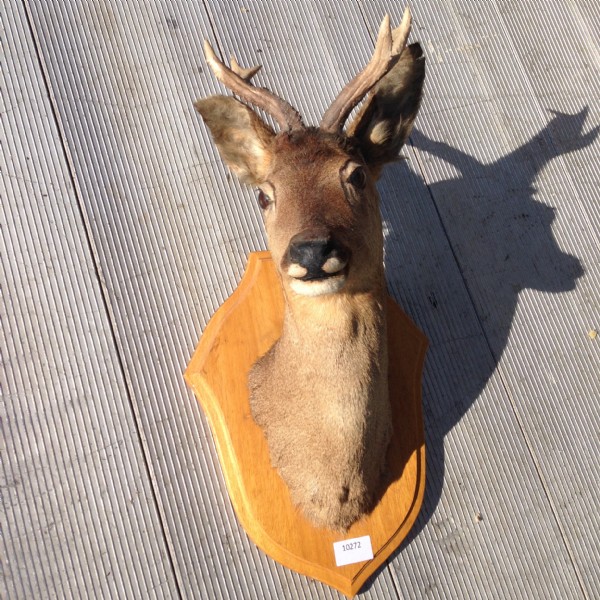 Taxidermy mounted deer head - South Perth Antiques & Collectables
